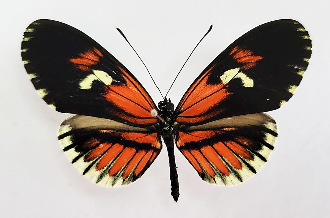 Heliconius Hybrid or Longwing Hybrid (rare), Set Butterfly, Real ...