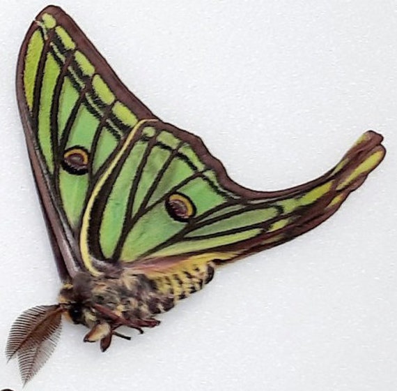 Spanish Moth