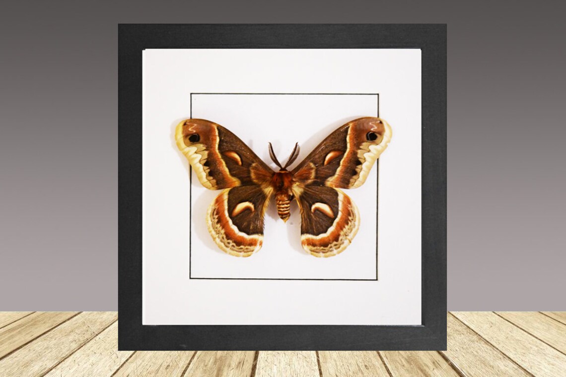 Robin Moth Hyalophora Cecropia Framed Moth Real Insect - Etsy