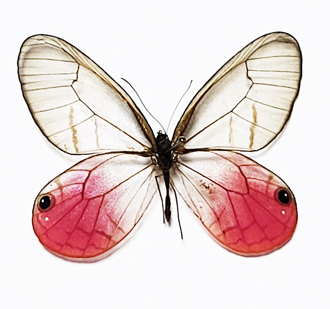 Cithaerias Pireta, the Blushing Phantom , Real Butterfly ,spread ...