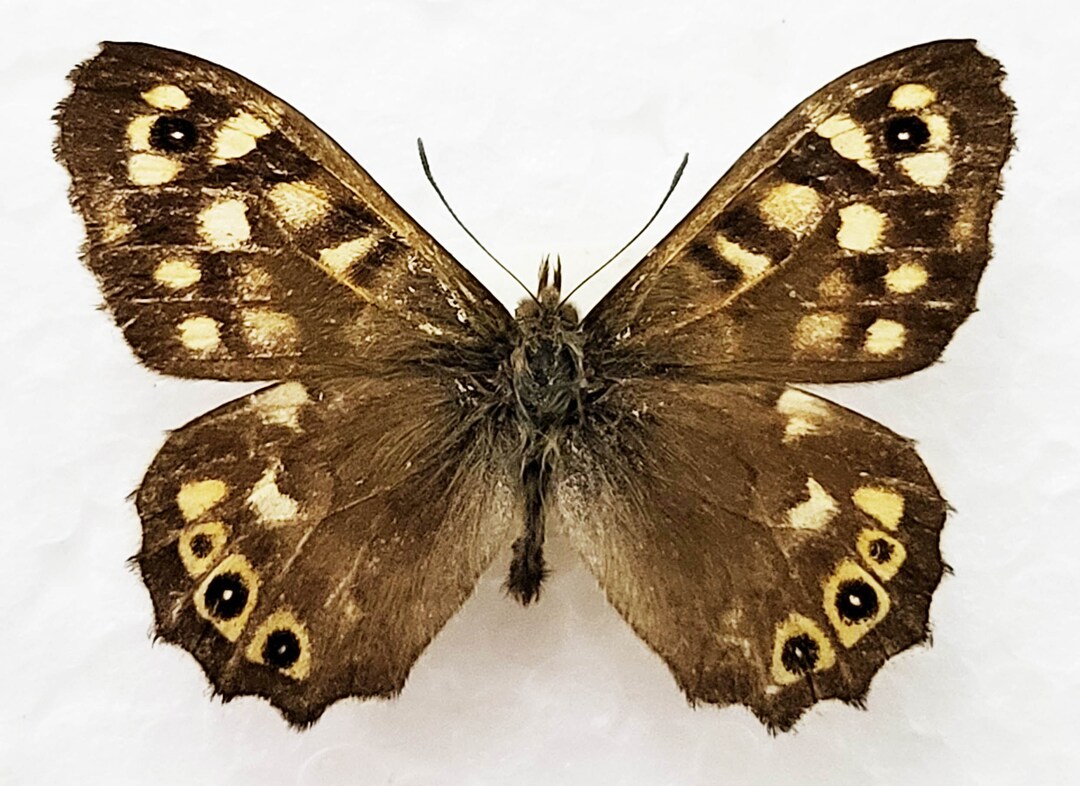 Real Butterfly ,spread Butterfly ,speckled Wood Butterfly for Earring ...
