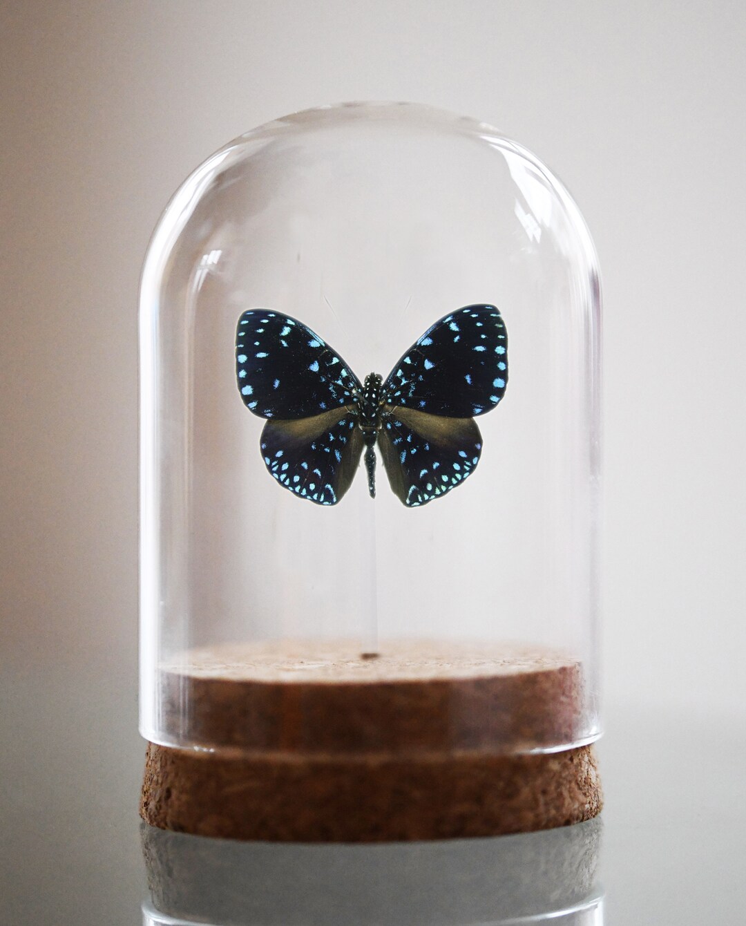 Hamadryas Laodamia, the Starry Night Cracker or Starry Cracker, Glass ...