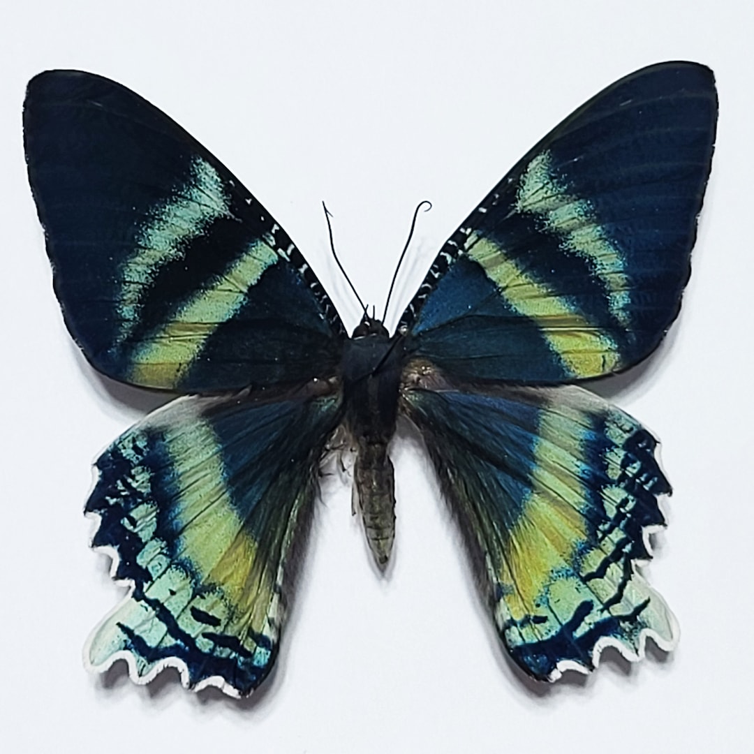 Alcides Orontes, Real Moth , Spread , Real Moth, Real Insect - Etsy ...