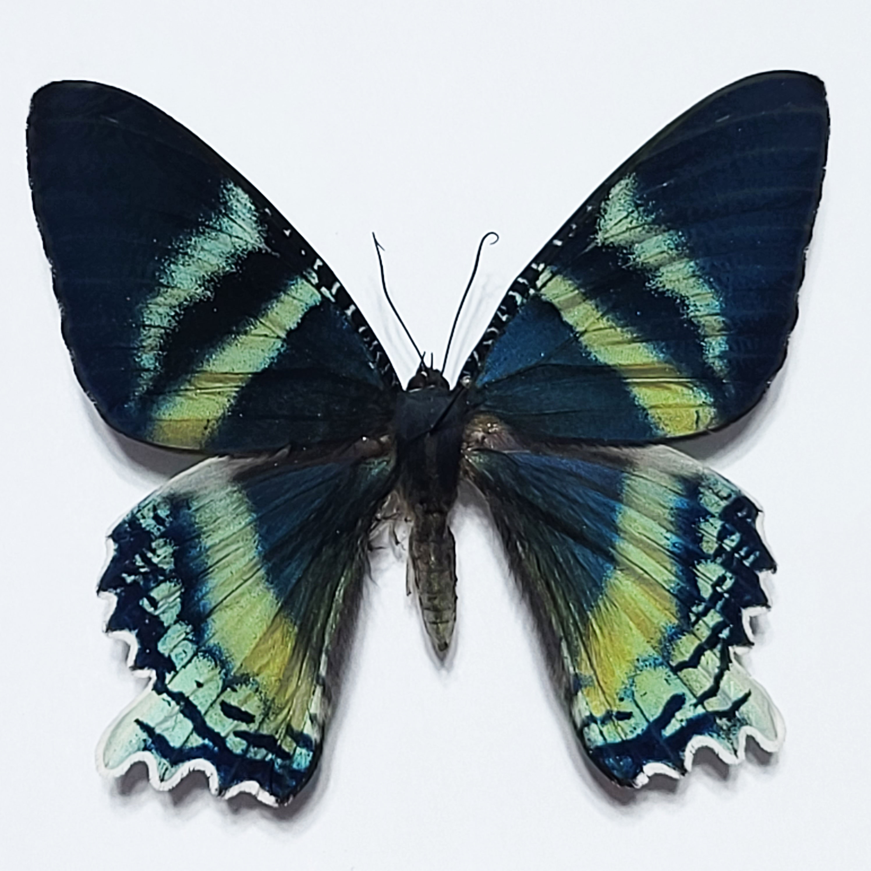 Alcides Orontes, Real Moth , Spread , Real Moth, Real Insect - Etsy ...