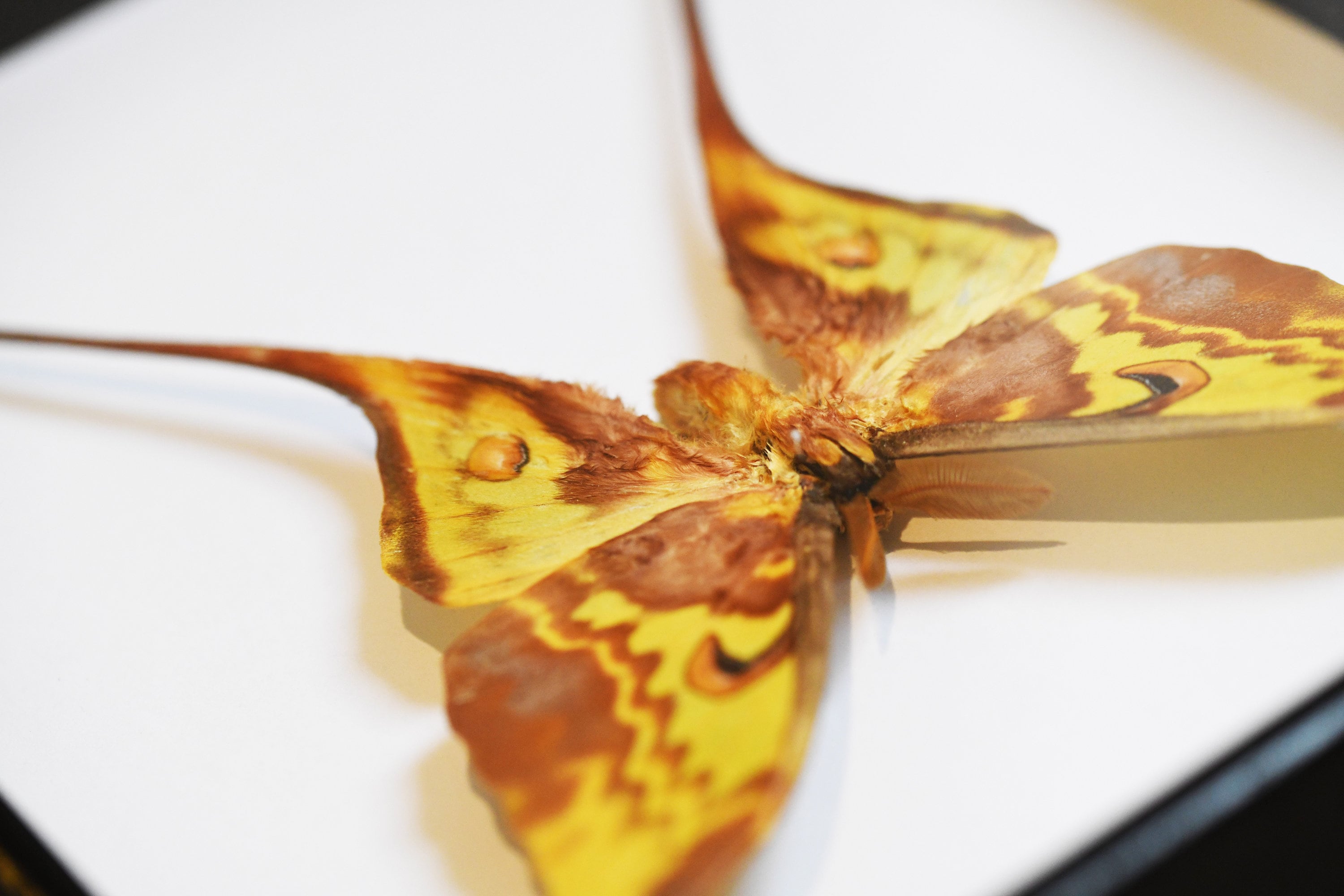 Malaysian Moon Moth Actias Maenas Framed Moth Real Insect | Etsy