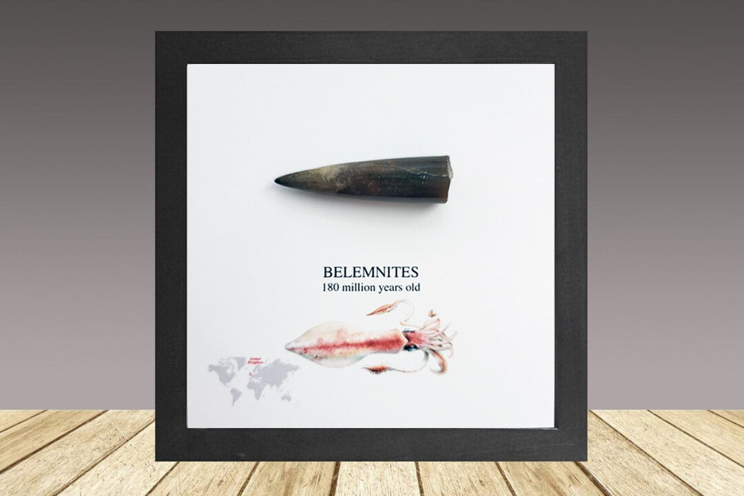 Belemnites, 180 Million Years Old. - Etsy