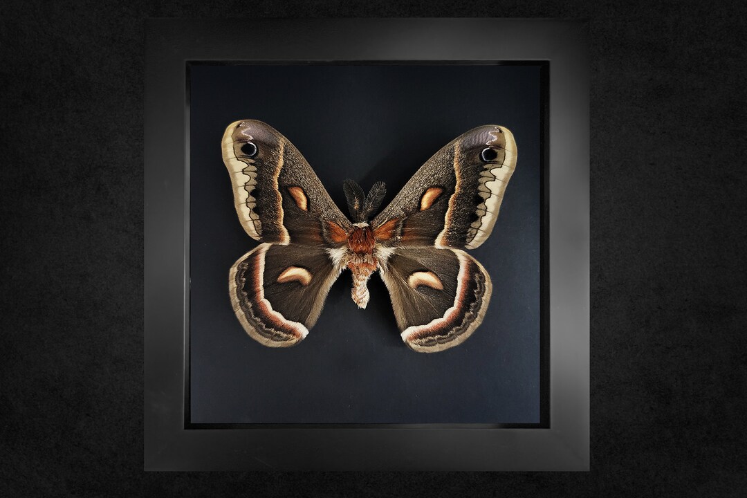 Robin Moth, Hyalophora Cecropia , Framed Moth, Real Insect - Etsy