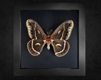 Real Resting Moth Moon Phases Hyalophora Cecropia Female XL Framed ...
