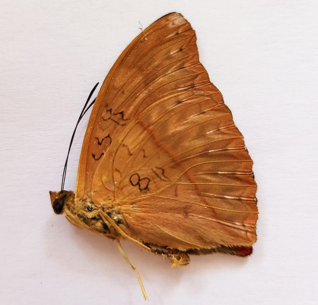 Papered/unset/unmounted/folded Real Butterfly,cymothoe Sangaris, the ...