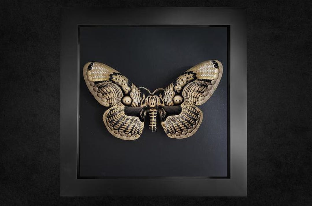 The Owl Moth, Brahmaea Framed Moth, Real Moth - Etsy