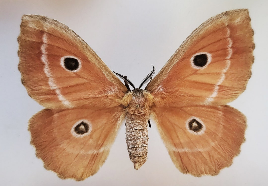 Real Butterfly ,spread Butterfly ,melanocera Menippe, for Earring Arts ...