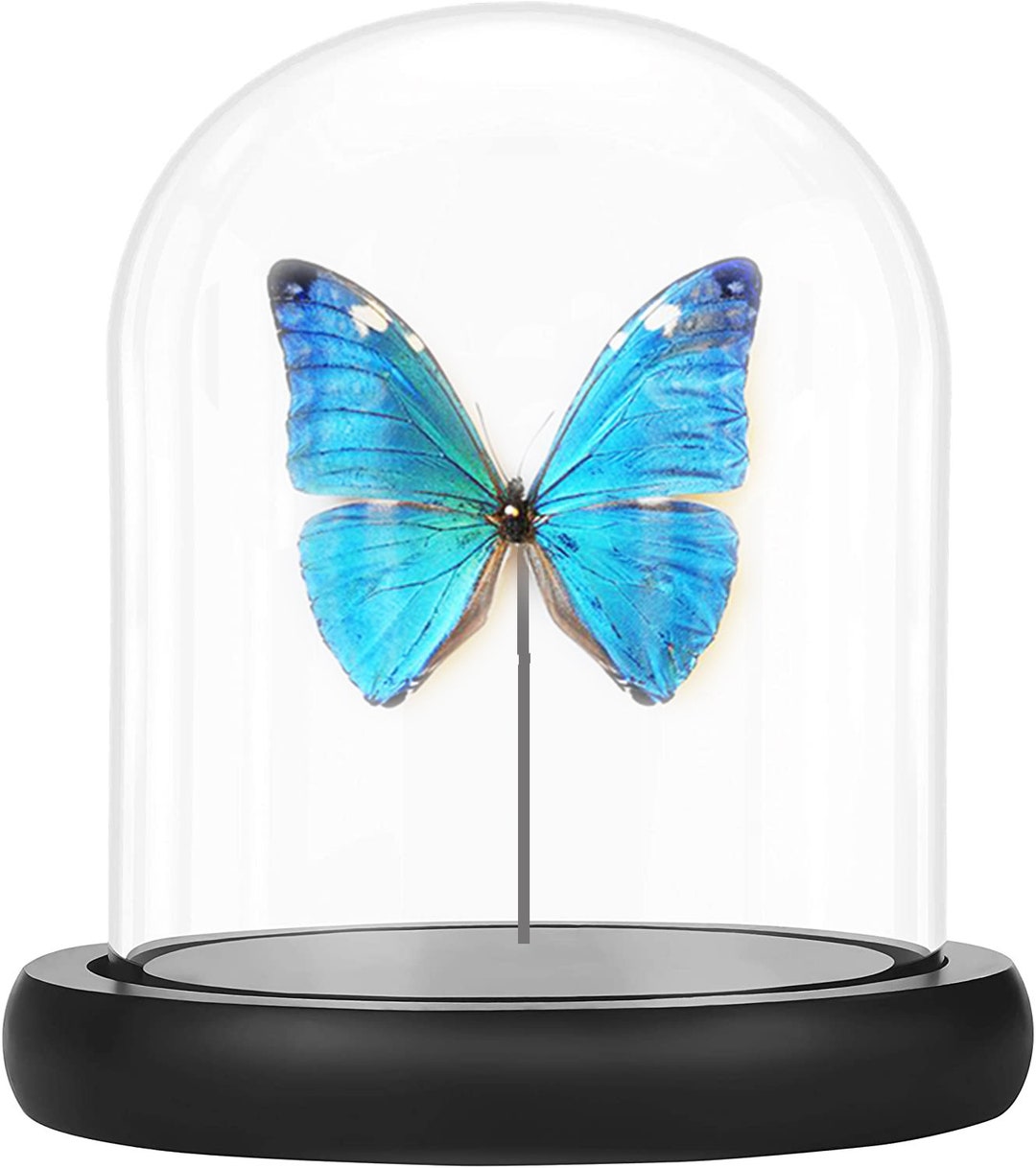Morpho Adonis , Bell Jar, Real Butterfly, Framed Insect - Etsy
