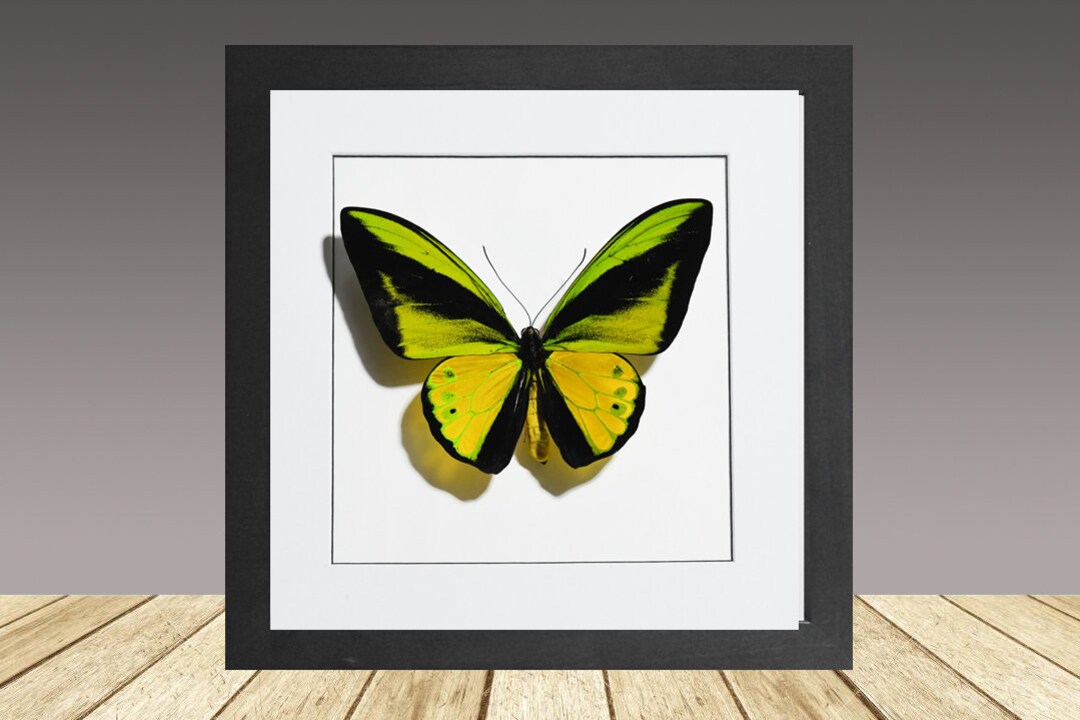 Goliath Birdwing Butterfly,framed Butterfly, Framed Insect, Real Insect ...