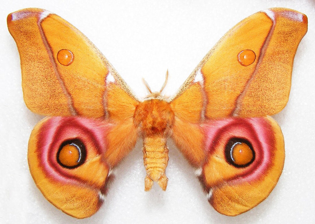 Pink Bullseye Moth, Suraka, Real Butterfly ,spread Butterfly , for ...