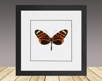 Mimathyma Schrenckii ONE Real Blue White Butterfly Verso China - Etsy