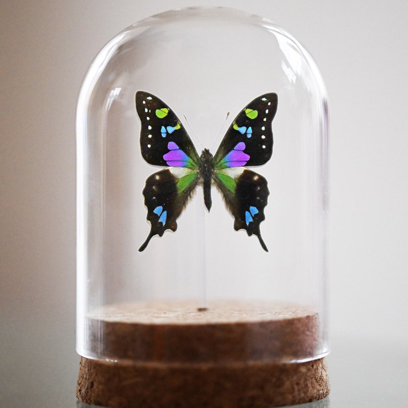 Real Butterfly - Etsy