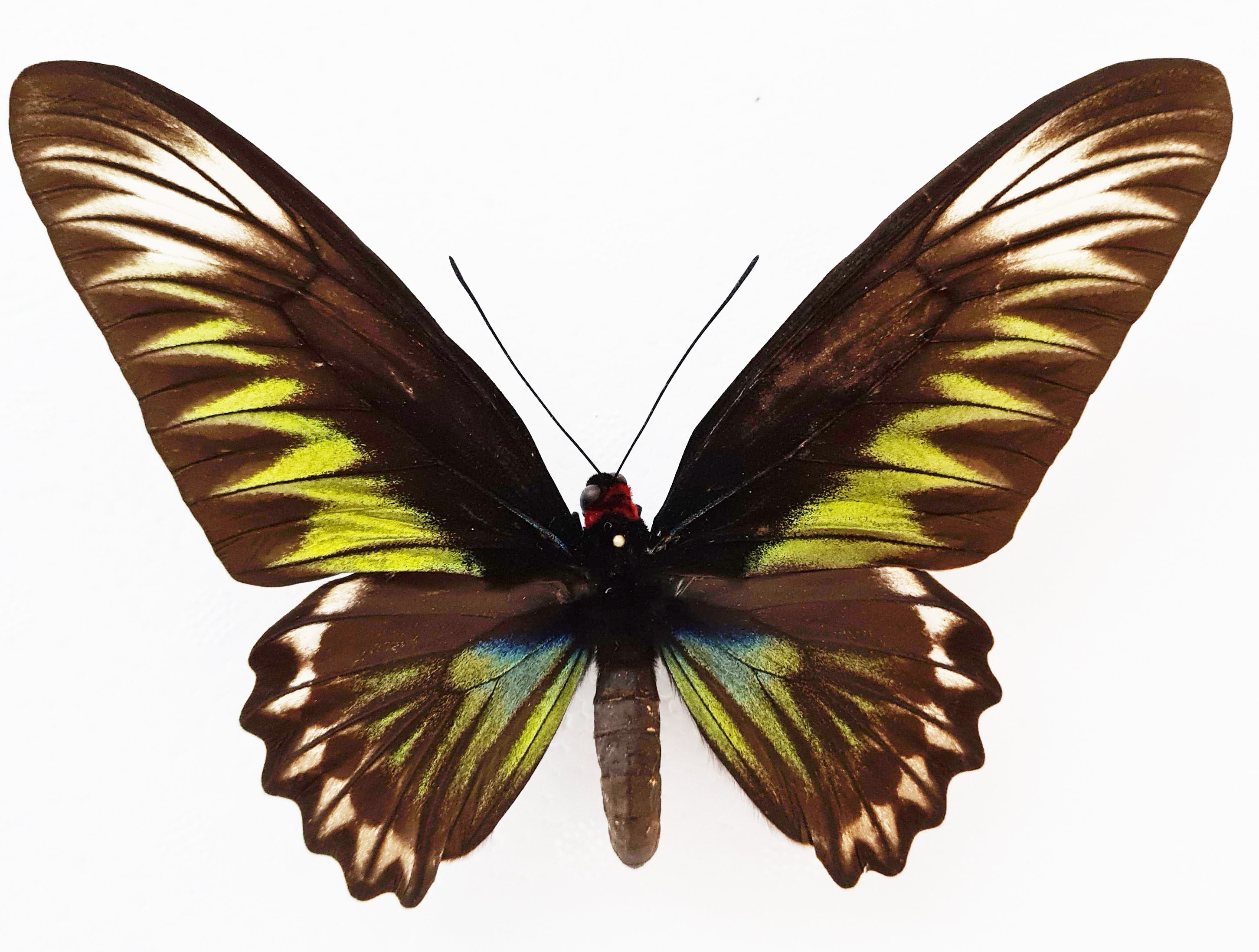Real Butterfly ,spread Butterfly ,rajah Brooke's Birdwing Butterfly ...