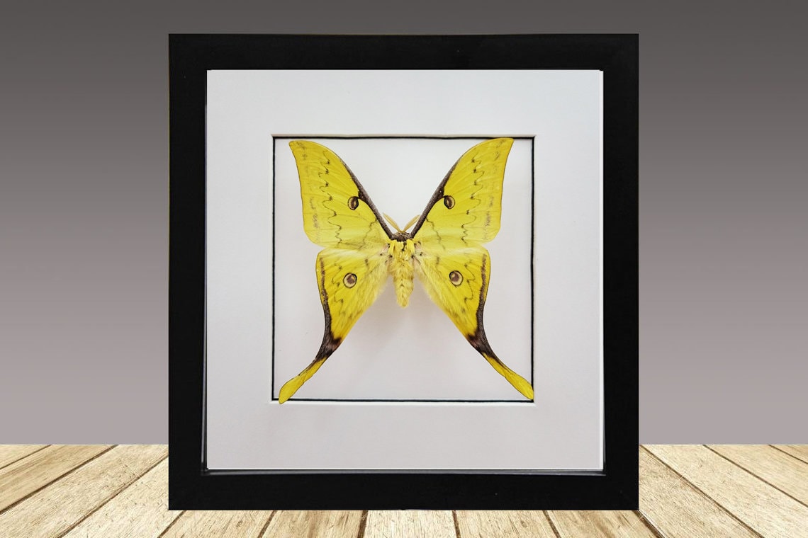The Golden Moon Moth, Actias Sinensis, Framed Moth, Real Moth, Real ...