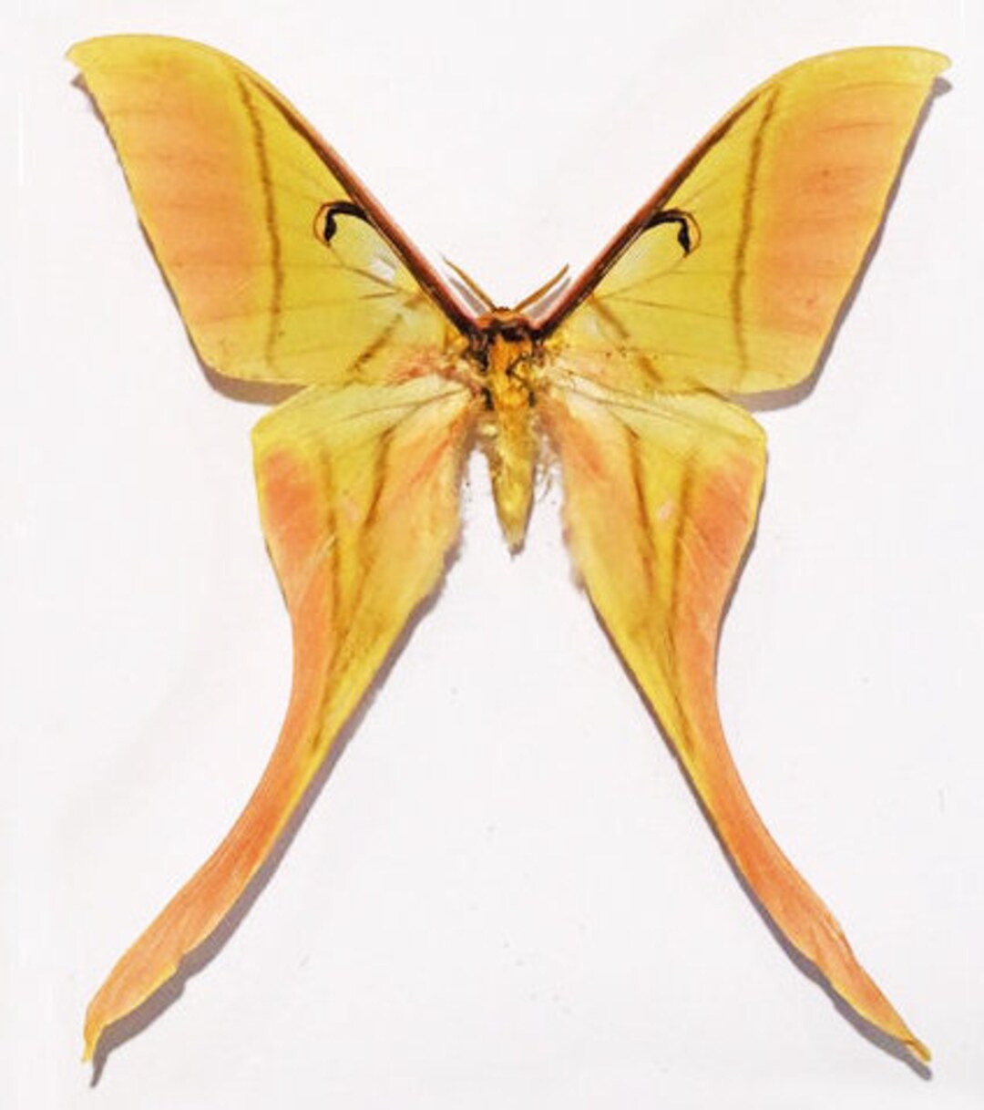 The Pink Spirit Moon Moth, Actias Rhodopneuma, Spread Moth, Real Insect ...