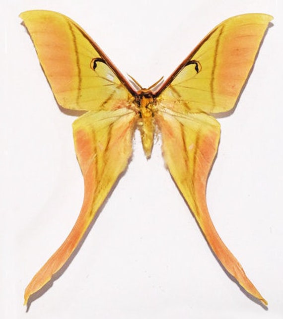 The Pink Spirit Moon Moth Actias Rhodopneuma Spread Moth - Etsy