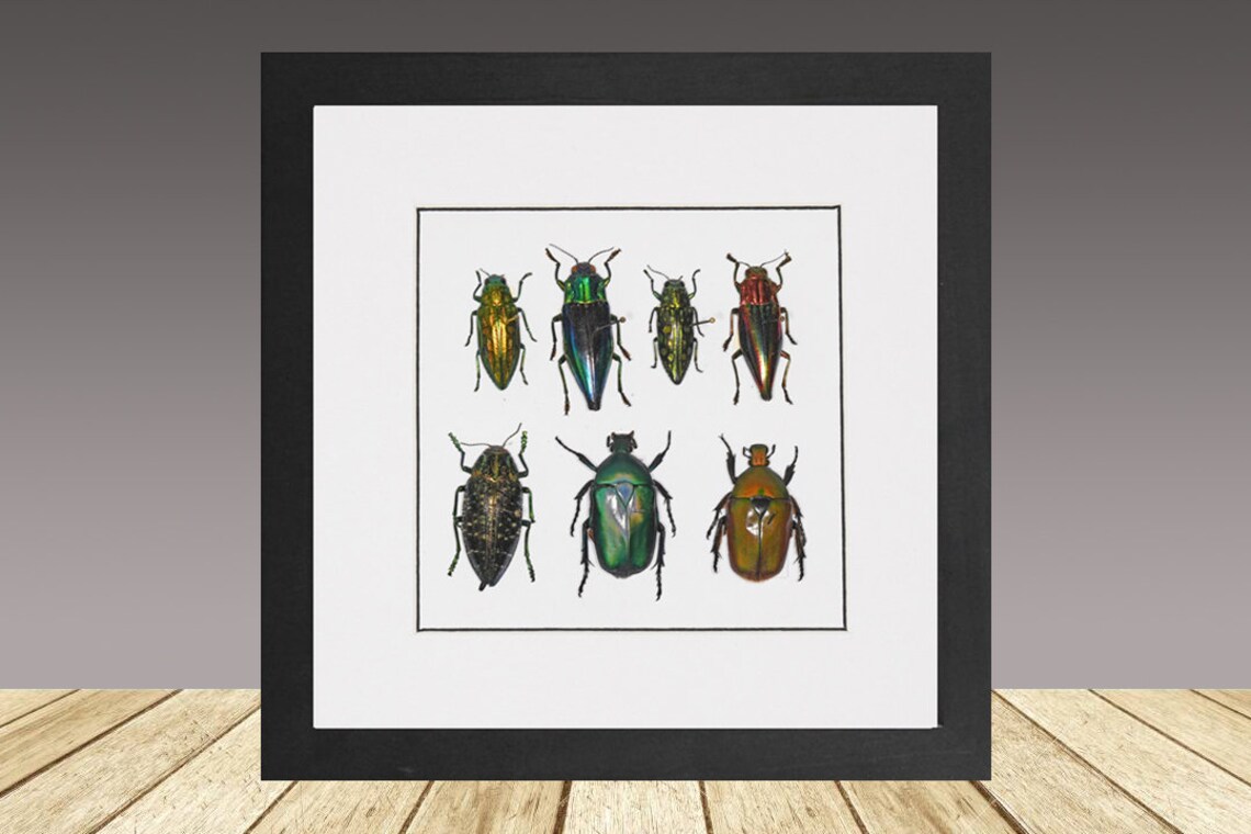 Beetle Collection Framed Beetles Real Insects Real Beetles - Etsy UK