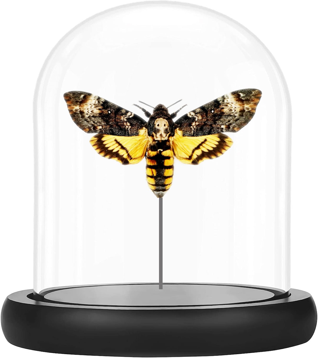 Deaths Head Hawk Moth, Silence of the Lambs , Bell Jar, Real Butterfly ...