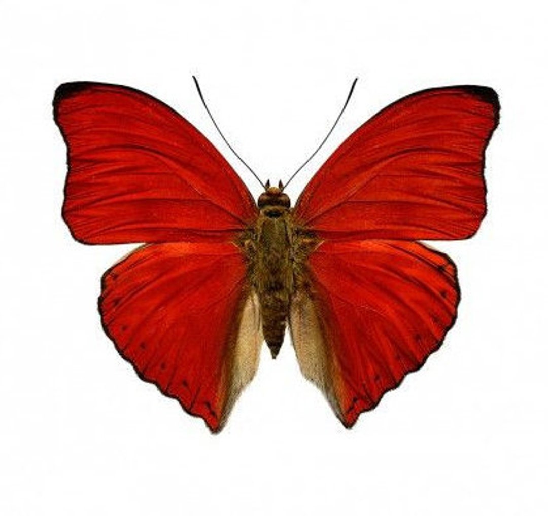 The Blood-red Glider, Cymothoe Sangaris, for Earring Arts, Crafts and ...