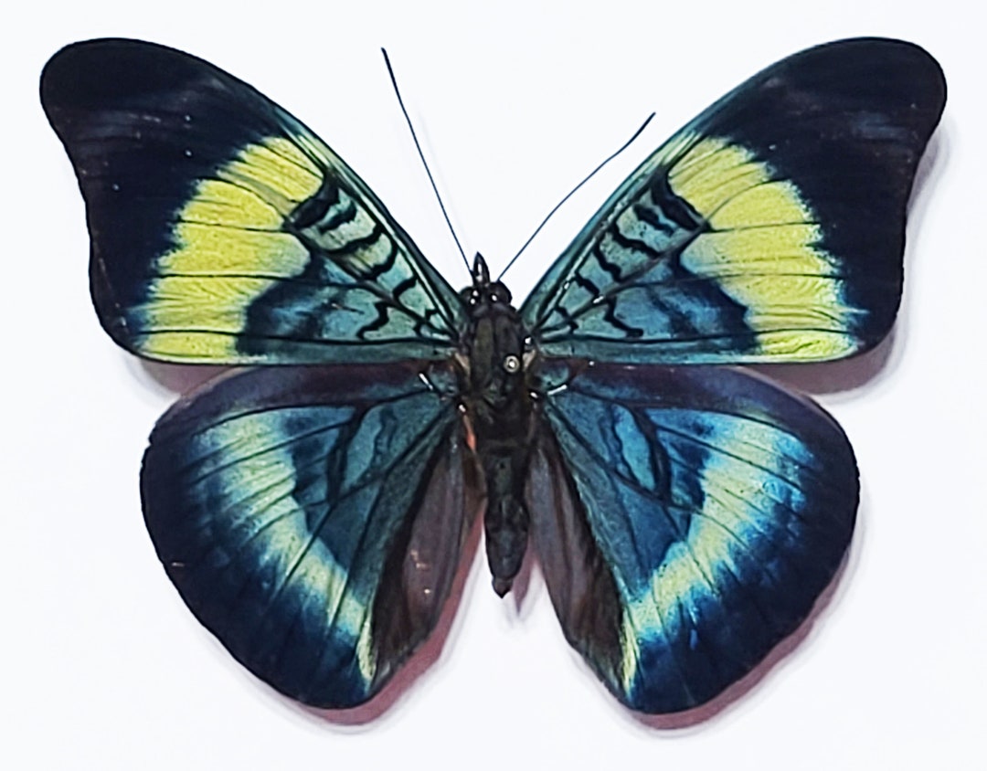 The Prola Beauty,panacea PROLA , Real Butterfly ,spread Butterfly , for ...