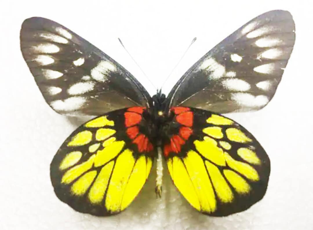 Delias Ninus Shouji, Real Butterfly ,spread Butterfly , for Earring ...