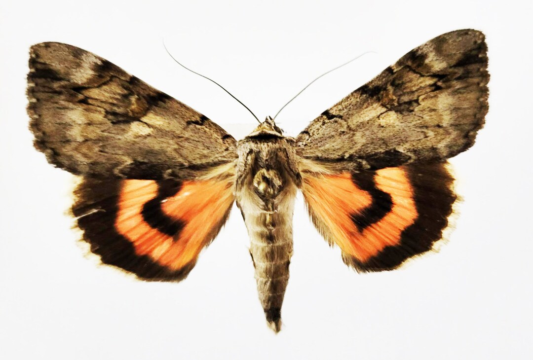 Real Moth ,set Moth, Rosy Underwing, for Earring Arts, Crafts and ...