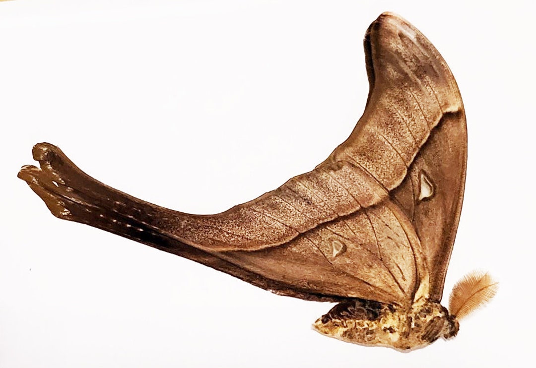 Papered/unset/unmounted/folded Real Butterfly, Coscinocera Hercules ...