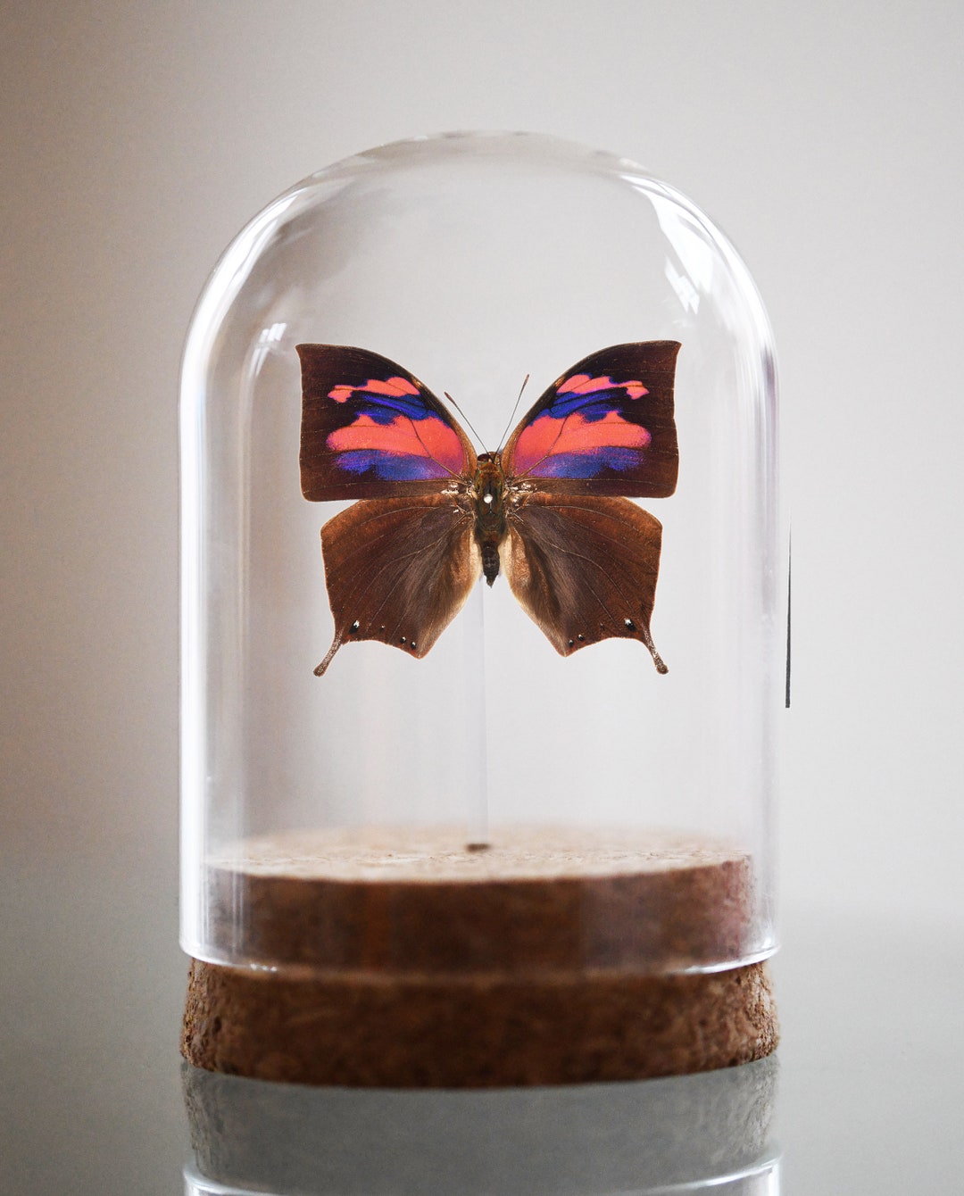 Fountainea nessus Anaea nessus Campana de cristal Mariposa - Etsy España