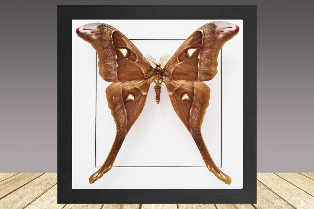 Coscinocera Hercules, the Hercules Moth, Framed Moth, Real Moth, RARE ...