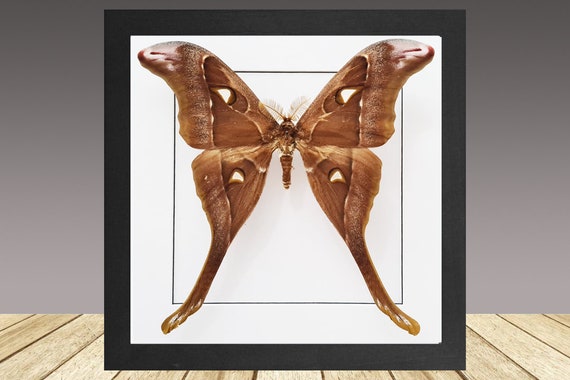 Coscinocera Hercules the Hercules Moth Framed Moth Real - Etsy