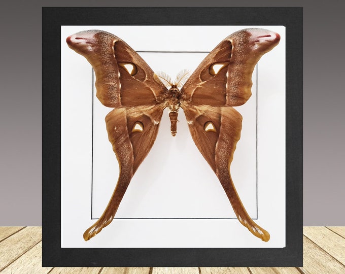 Rare Giant Hercules Atlas Moth Framed Taxidermy - Coscinocera Hercules ...