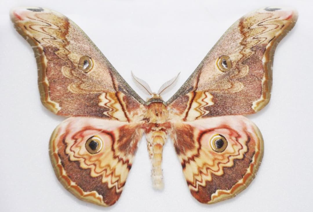 Saturnia Rinaca Thibeta , Real Moth ,spread Moth , for Earring Arts ...