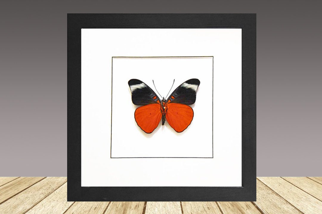 The Prola Beauty,panacea PROLA, Framed Butterfly, Real Butterfly ...