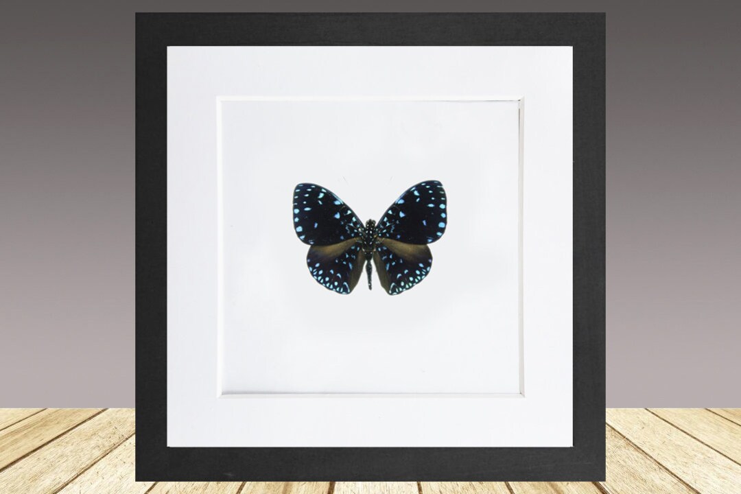 The Starry Night Cracker, Hamadryas Laodamia, or Starry Cracker, Framed ...