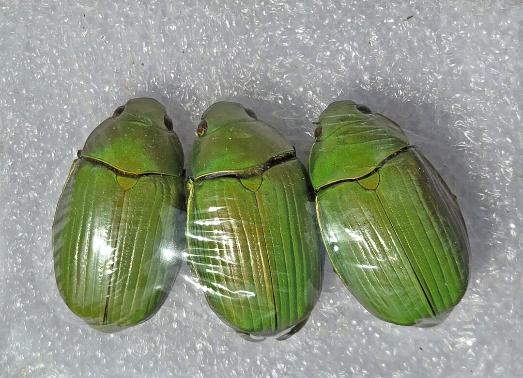 X3 Green Beetle Selection , Real Insect, Papered/unset, for Earring ...