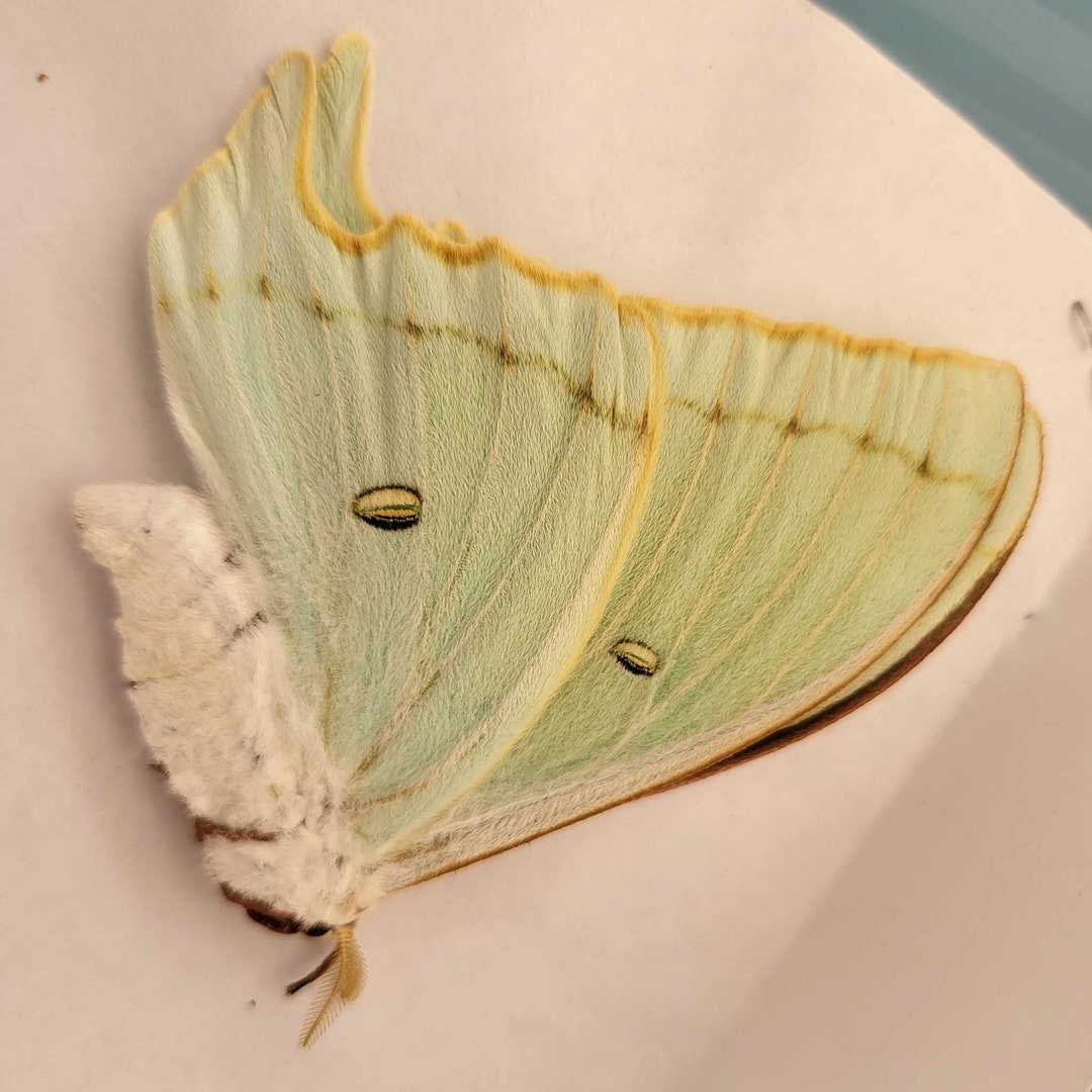 Papered/unset/unmounted/folded Real Moth,actias Dulcinea, Sweetheart ...