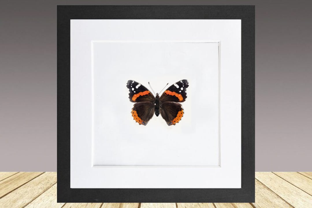 Red Admiral, Framed Butterfly, Real Butterfly, Framed Insect - Etsy UK