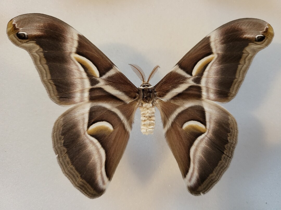 Tree of Heaven Moth, Real Moth ,spread Moth , for Earring Arts, Crafts ...