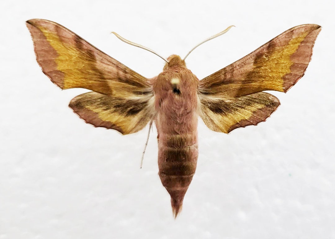 Real Moth ,set Moth, Deilephila Porcellus, the Small Elephant Hawk-moth ...