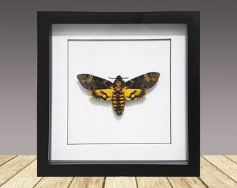 Death's Head Hawkmoth 'acherontia Styx', Real Deathhead Moth, Gothic ...