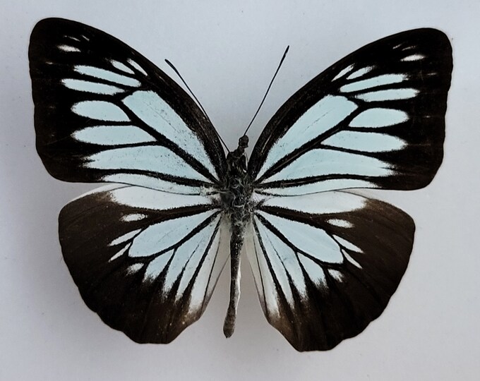 Blood-red Glider, REAL Cymothoe Sangaris Butterfly - Etsy