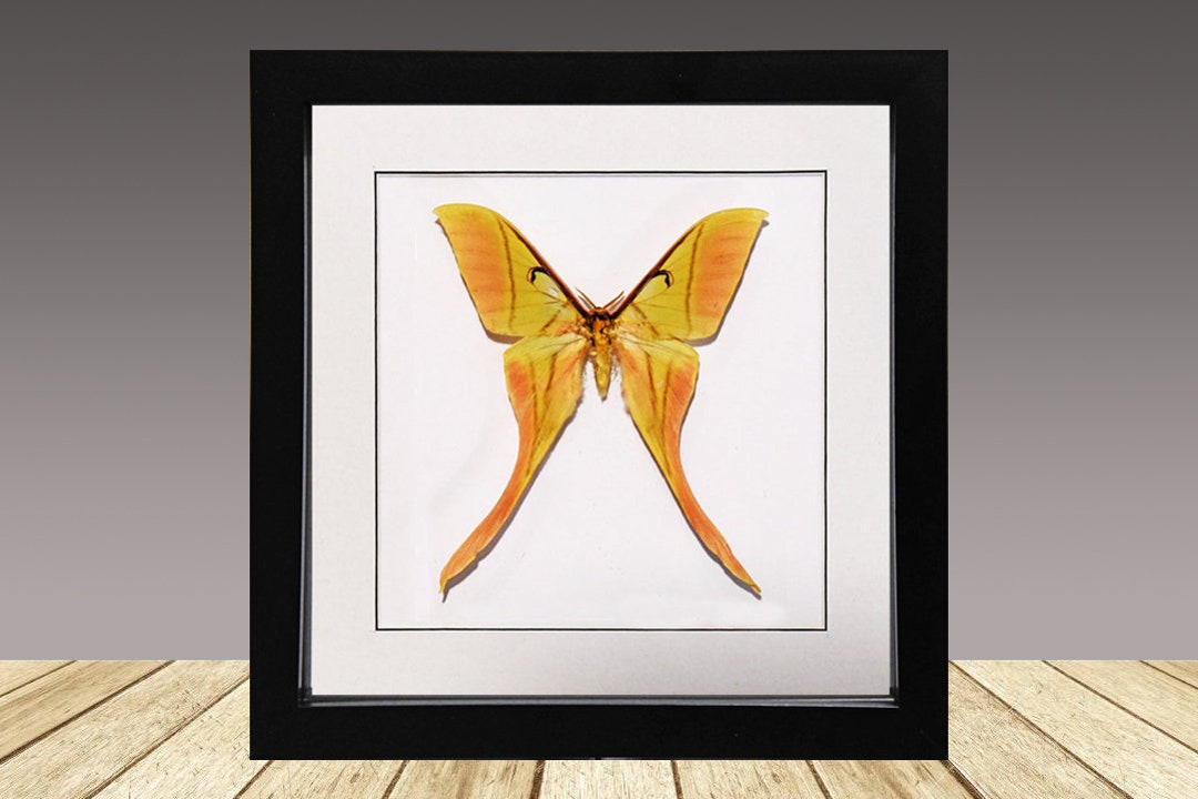The Pink Spirit Moon Moth, Actias Rhodopneuma, Framed Moth, Real Insect ...