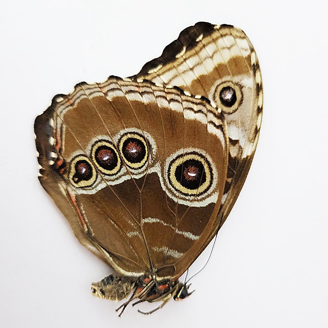 Papered/unset/unmounted/folded Real Butterfly, Helenor Blue Morpho ...