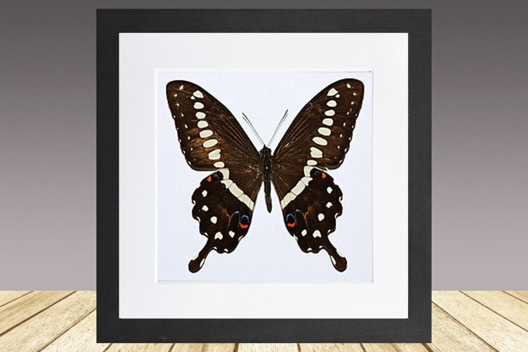 Papilio Lormieri, the Central Emperor Swallowtail, Framed Butterfly ...