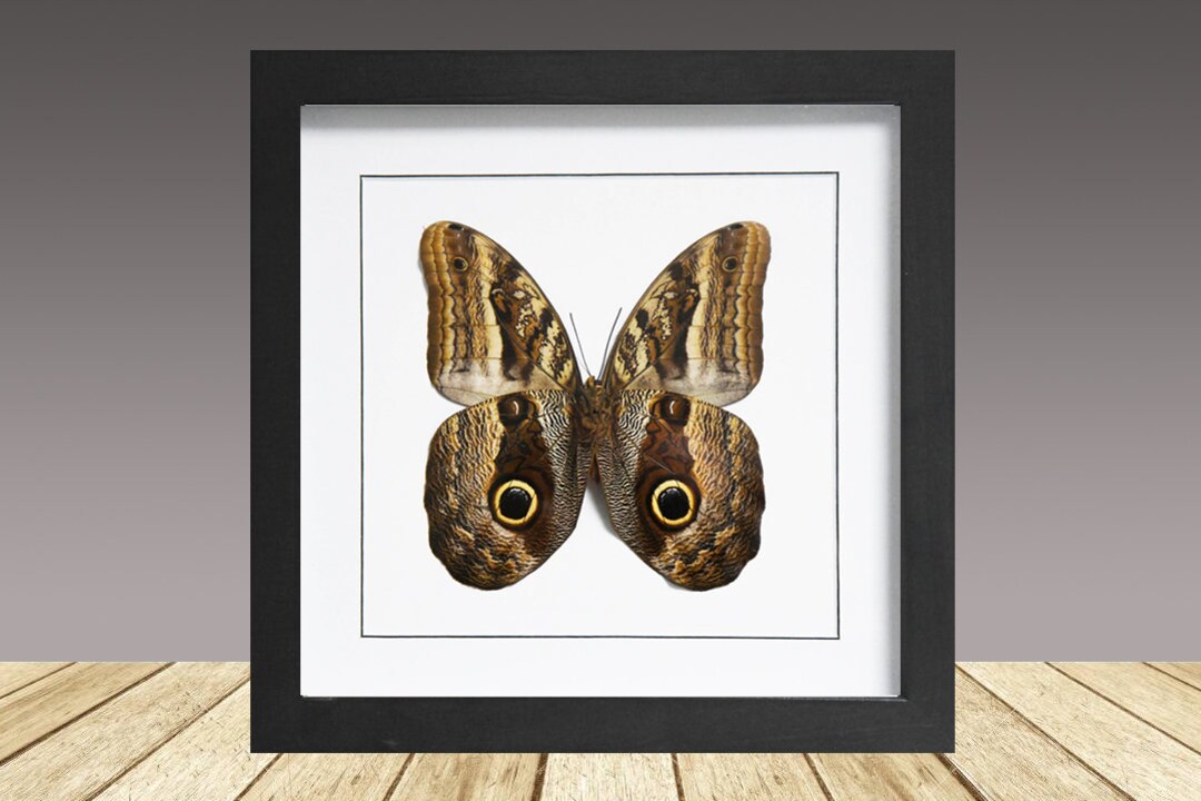 Papillon hibou géant, Caligo memnon, papillon encadré, insecte encadré ...