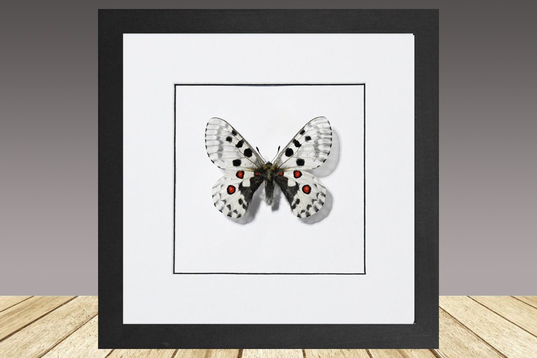 Parnassius Nomion, the Nomion Apollo, Framed Butterfly, Framed Insect ...